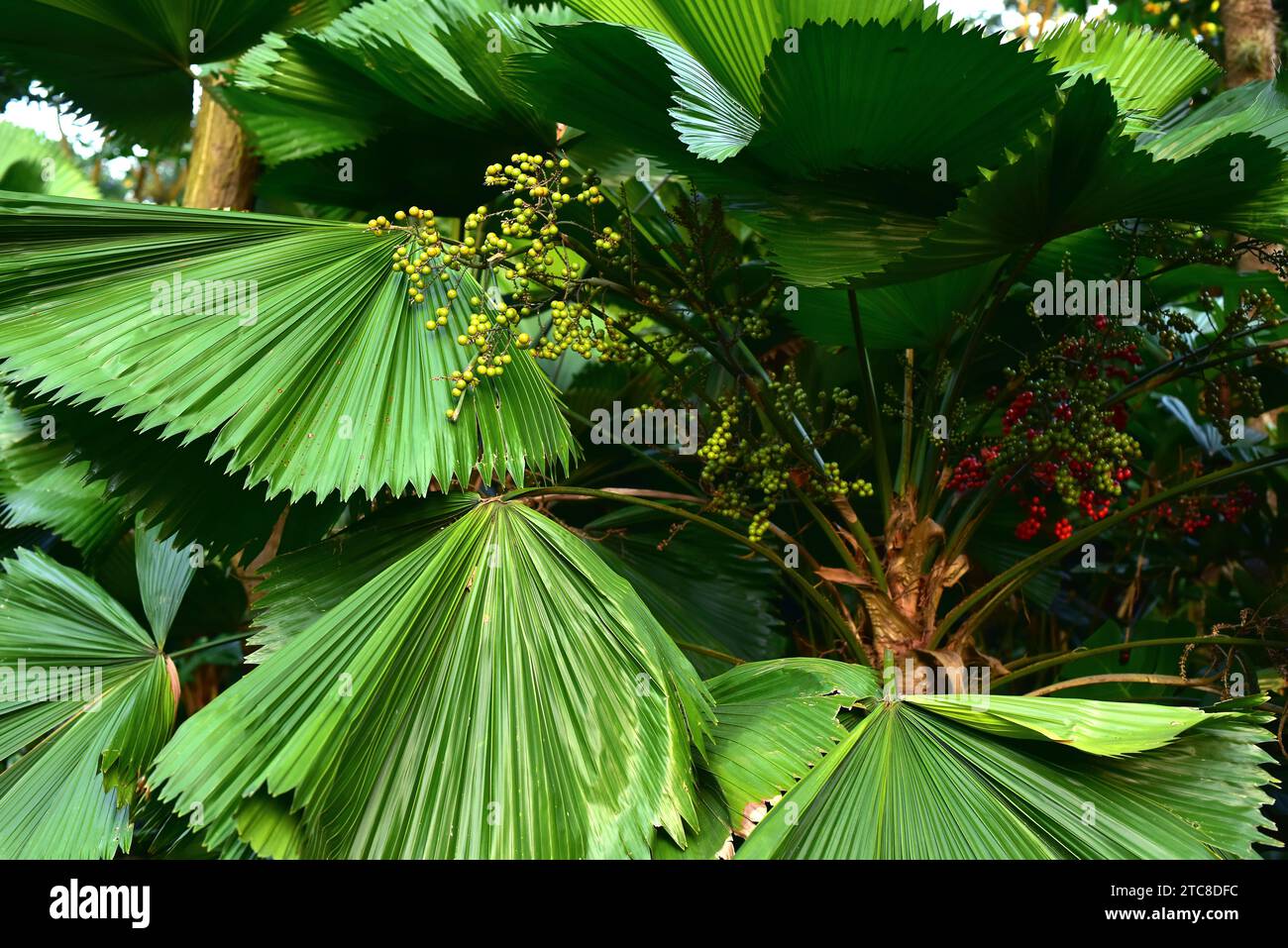 Vanuatu fan palm (Licuala grandis) is a small palm with characteristic ...