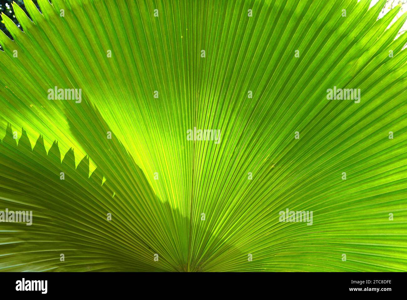 Vanuatu fan palm (Licuala grandis) is a small palm with characteristic ...