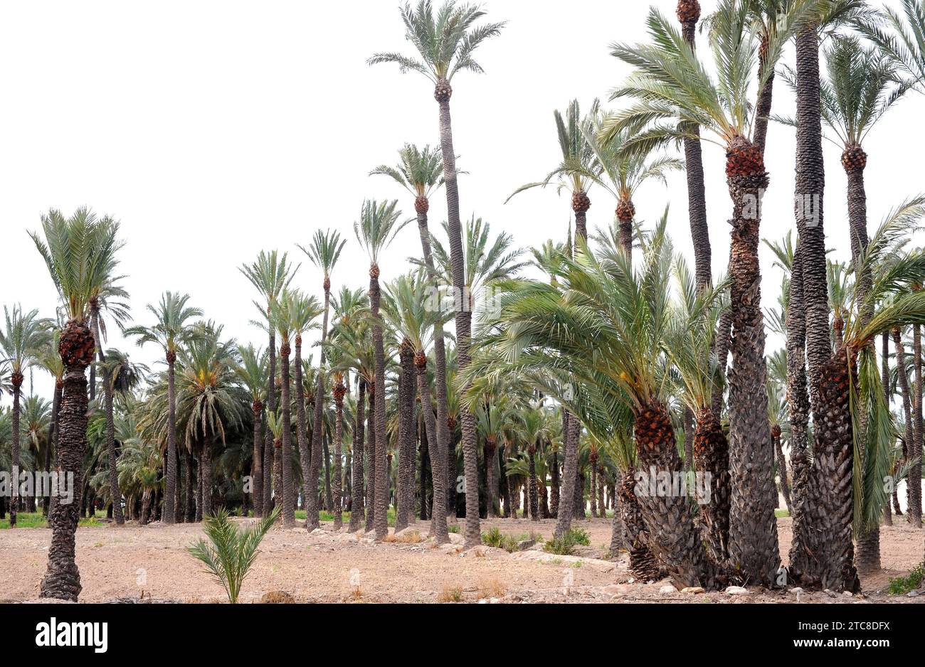 Date palm (Phoenix dactylifera) is a palm native to northern Africa and ...