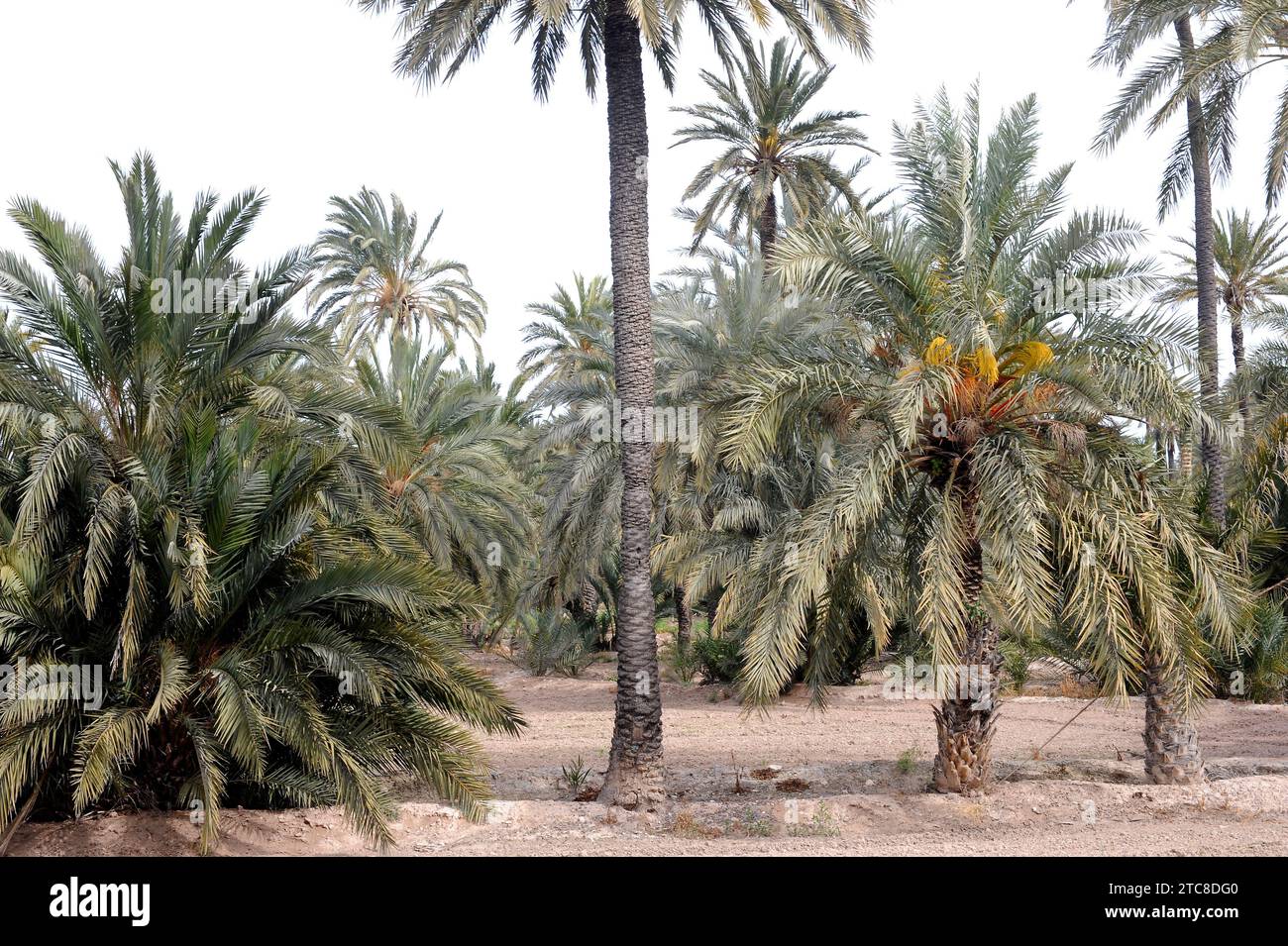 Date palm (Phoenix dactylifera) is a palm native to northern Africa and ...