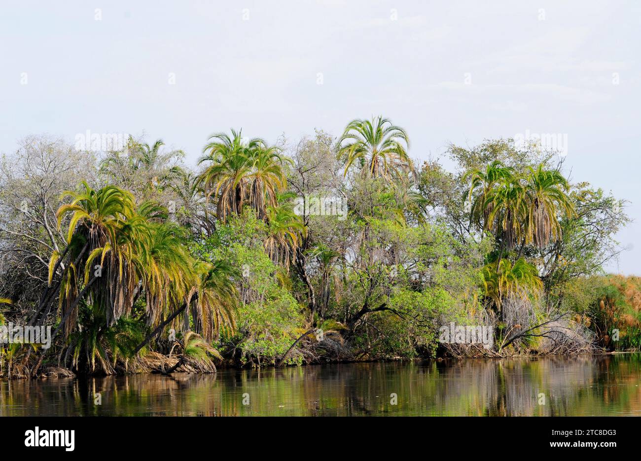 Senegal palm (Phoenix reclinata) is a Palm native to tropical Africa ...