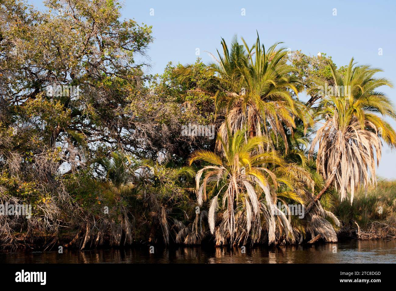 Senegal palm (Phoenix reclinata) is a Palm native to tropical Africa ...