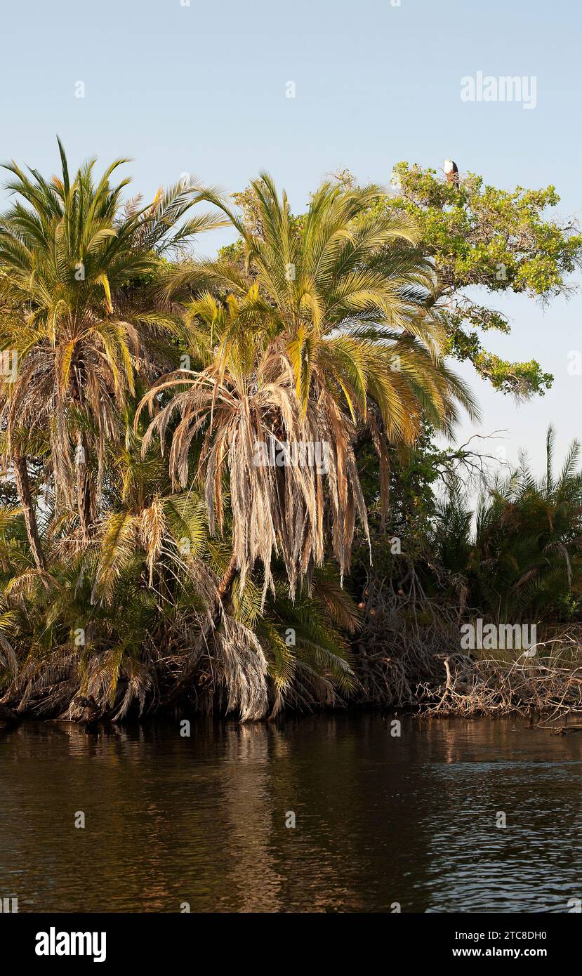 Senegal palm (Phoenix reclinata) is a Palm native to tropical Africa ...