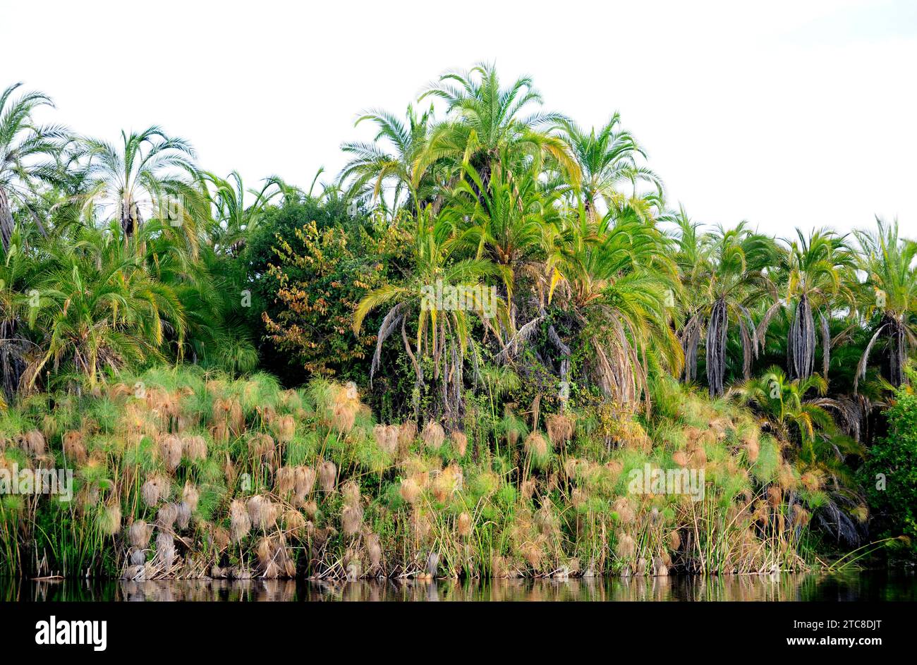 Palm wine africa hi-res stock photography and images - Alamy