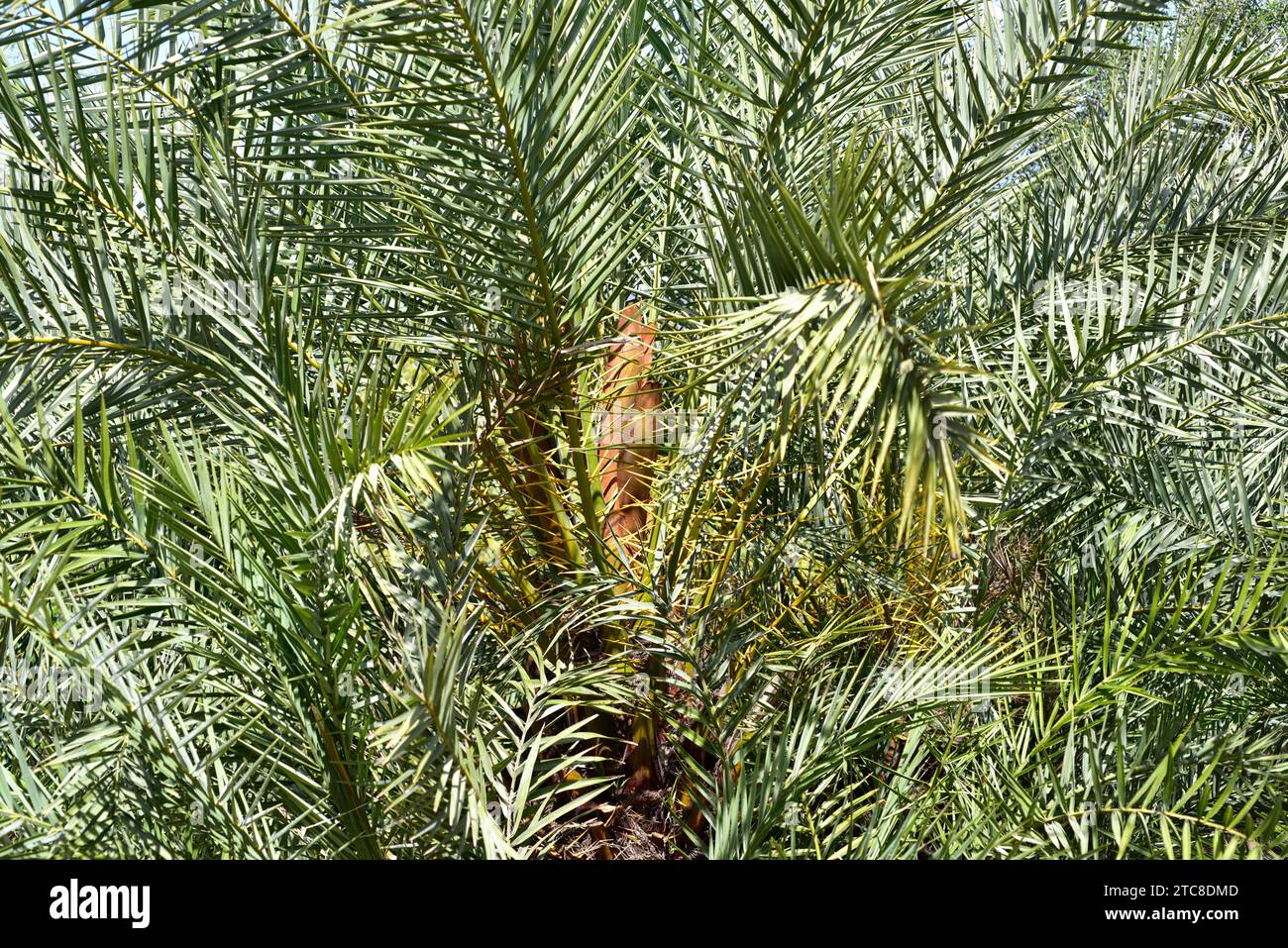 Cretan date palm (Phoenix theophrasti) is a palm endemic to Crete and nearby islands. With ...