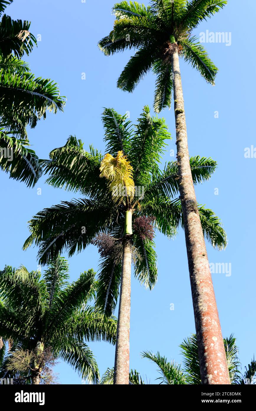 Caribbean royal palm (Roystonea oleracea) is a palm native to Caribbean ...