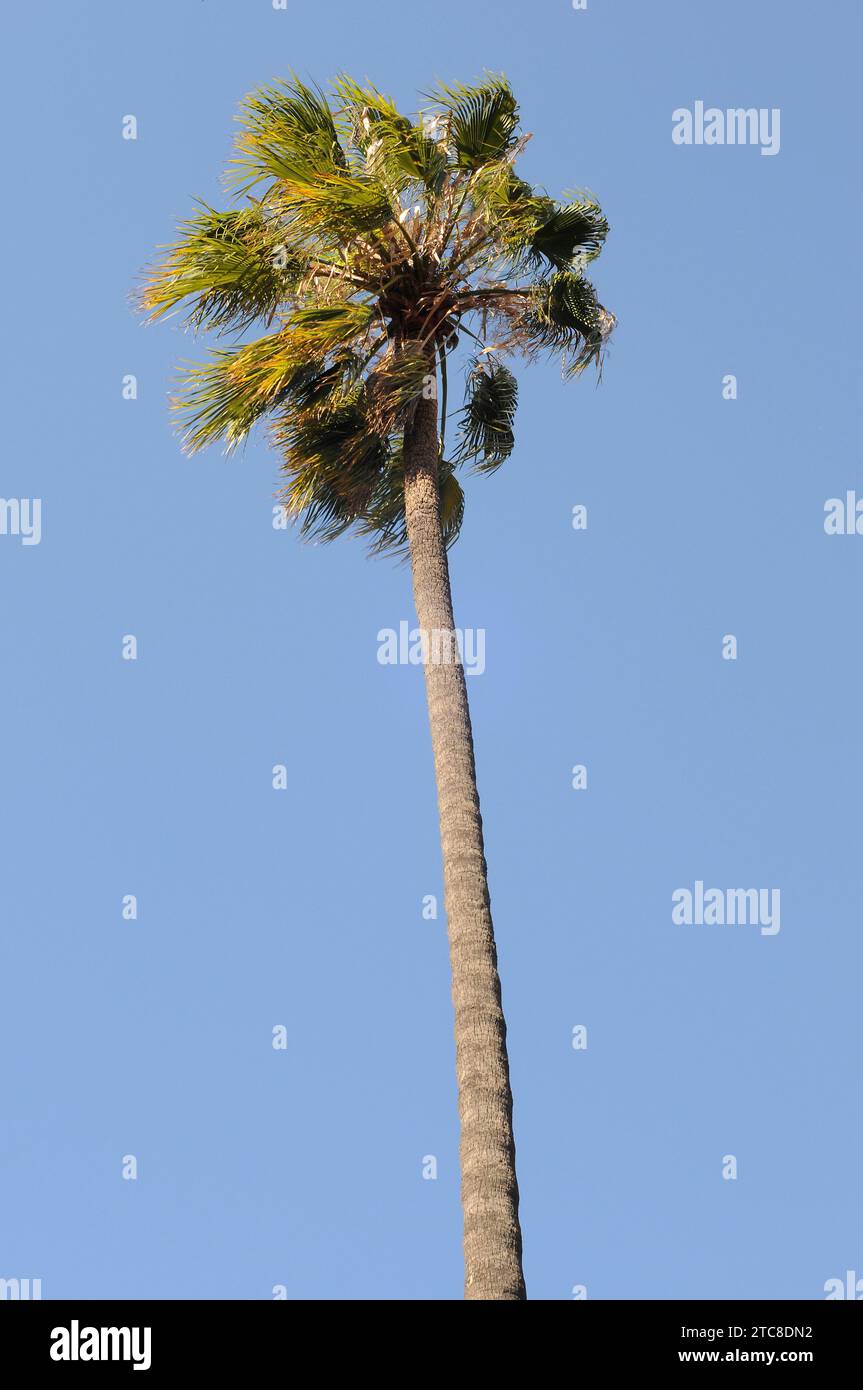 California fan palm (Washingtonia filifera) is a palm native to ...