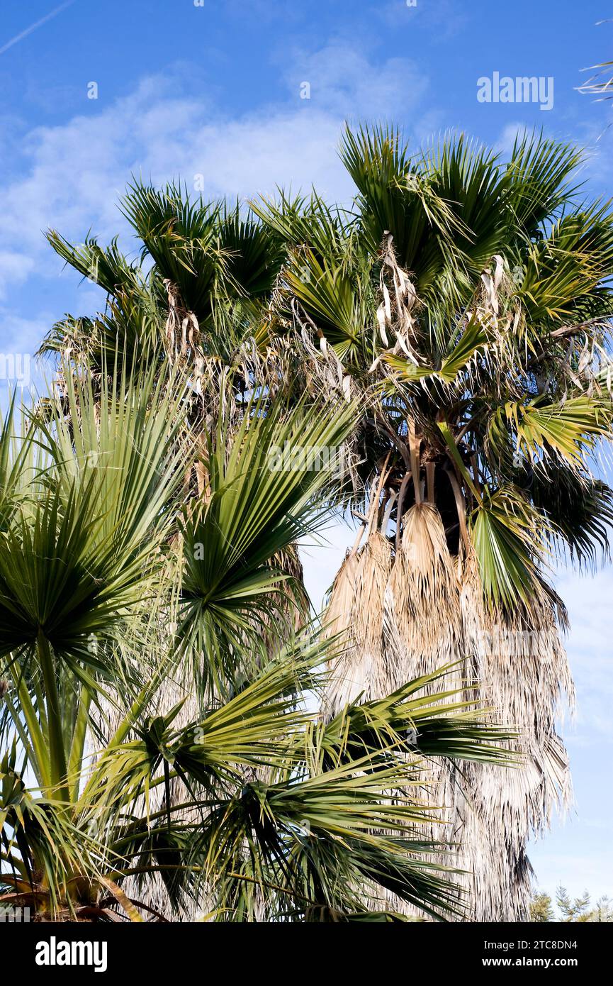 California fan palm (Washingtonia filifera) is a palm native to ...