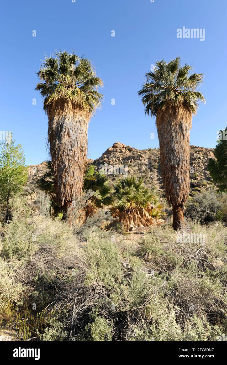 California fan palm (Washingtonia filifera) is a palm native to ...