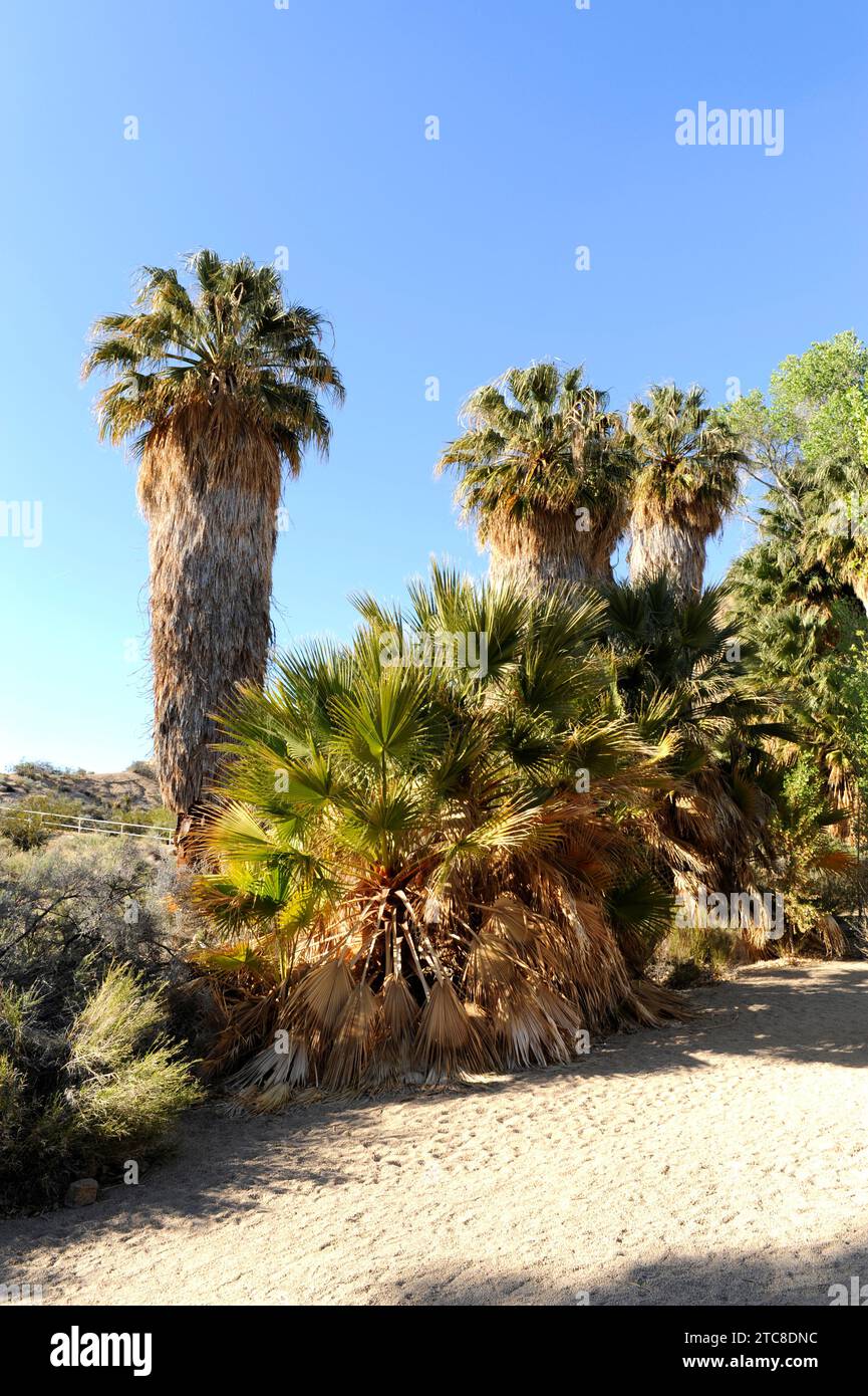 California fan palm (Washingtonia filifera) is a palm native to ...