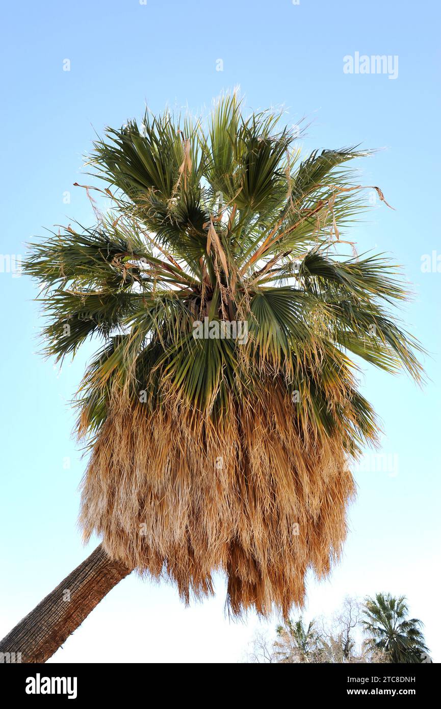 California fan palm (Washingtonia filifera) is a palm native to ...