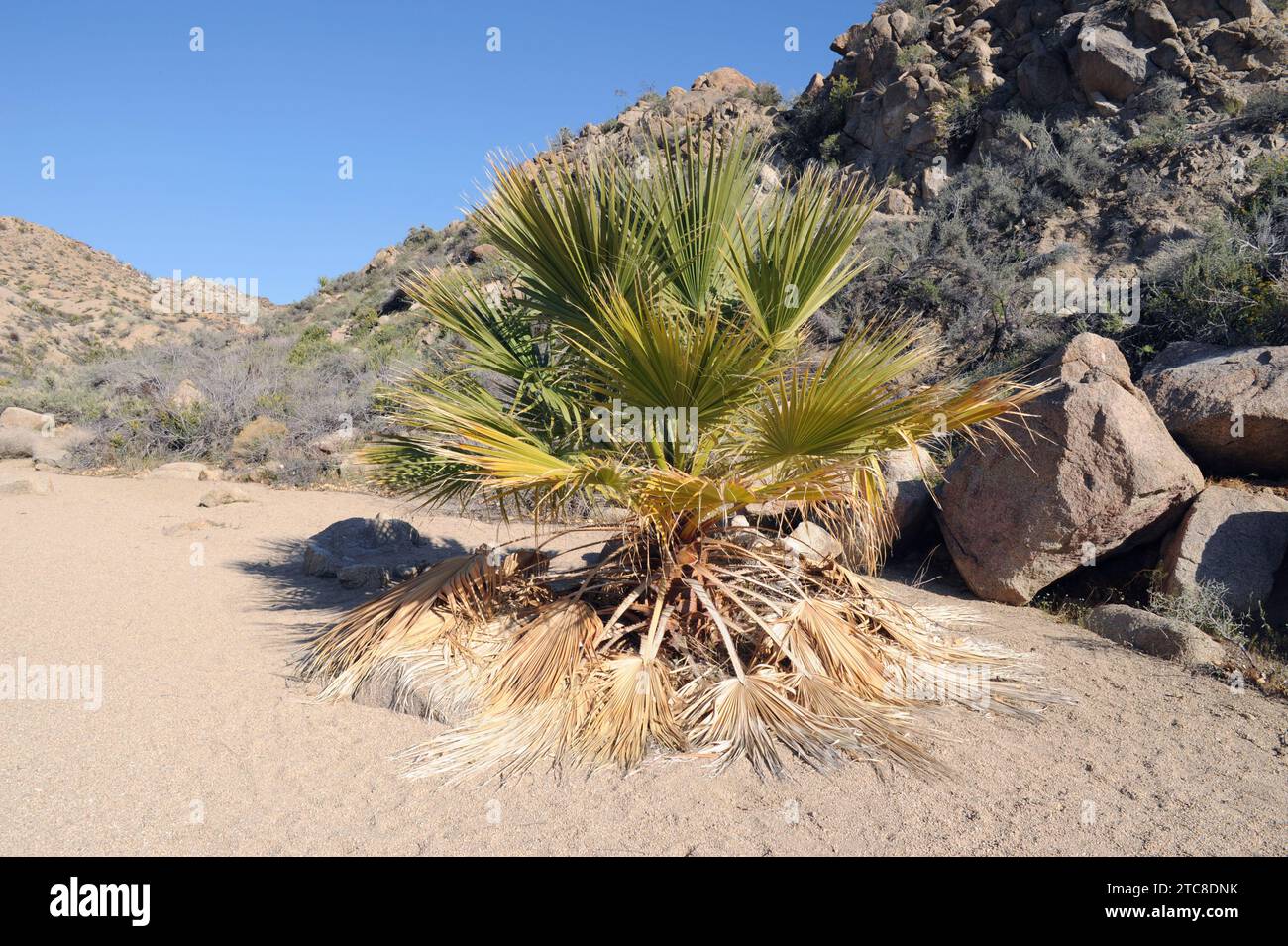 California fan palm (Washingtonia filifera) is a palm native to ...