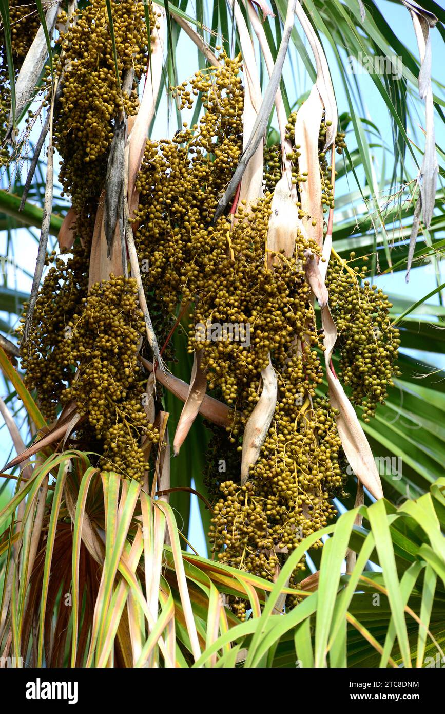 California fan palm (Washingtonia filifera) is a palm native to ...