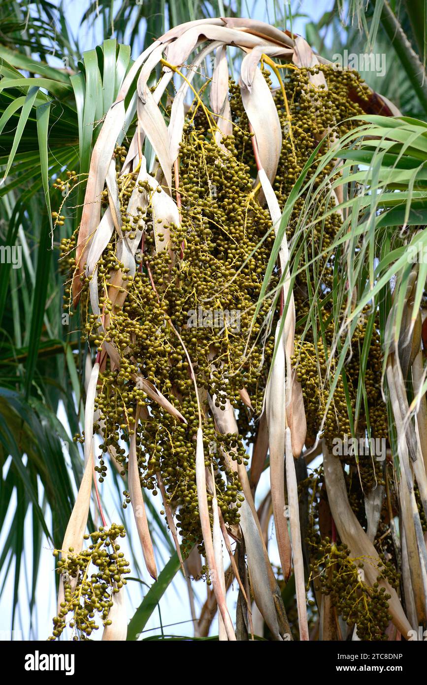 California fan palm (Washingtonia filifera) is a palm native to ...