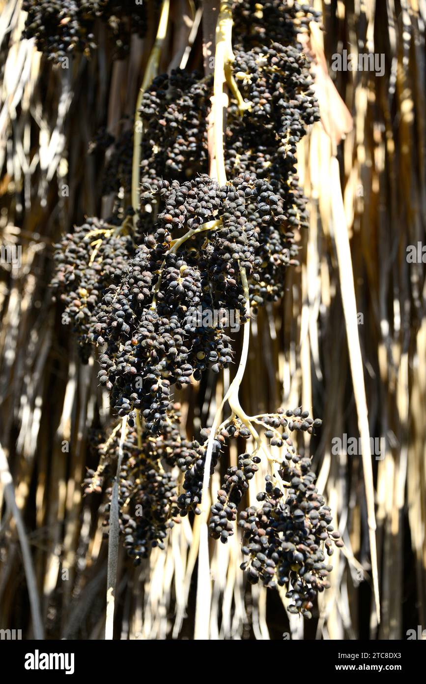 California fan palm (Washingtonia filifera) is a palm native to ...