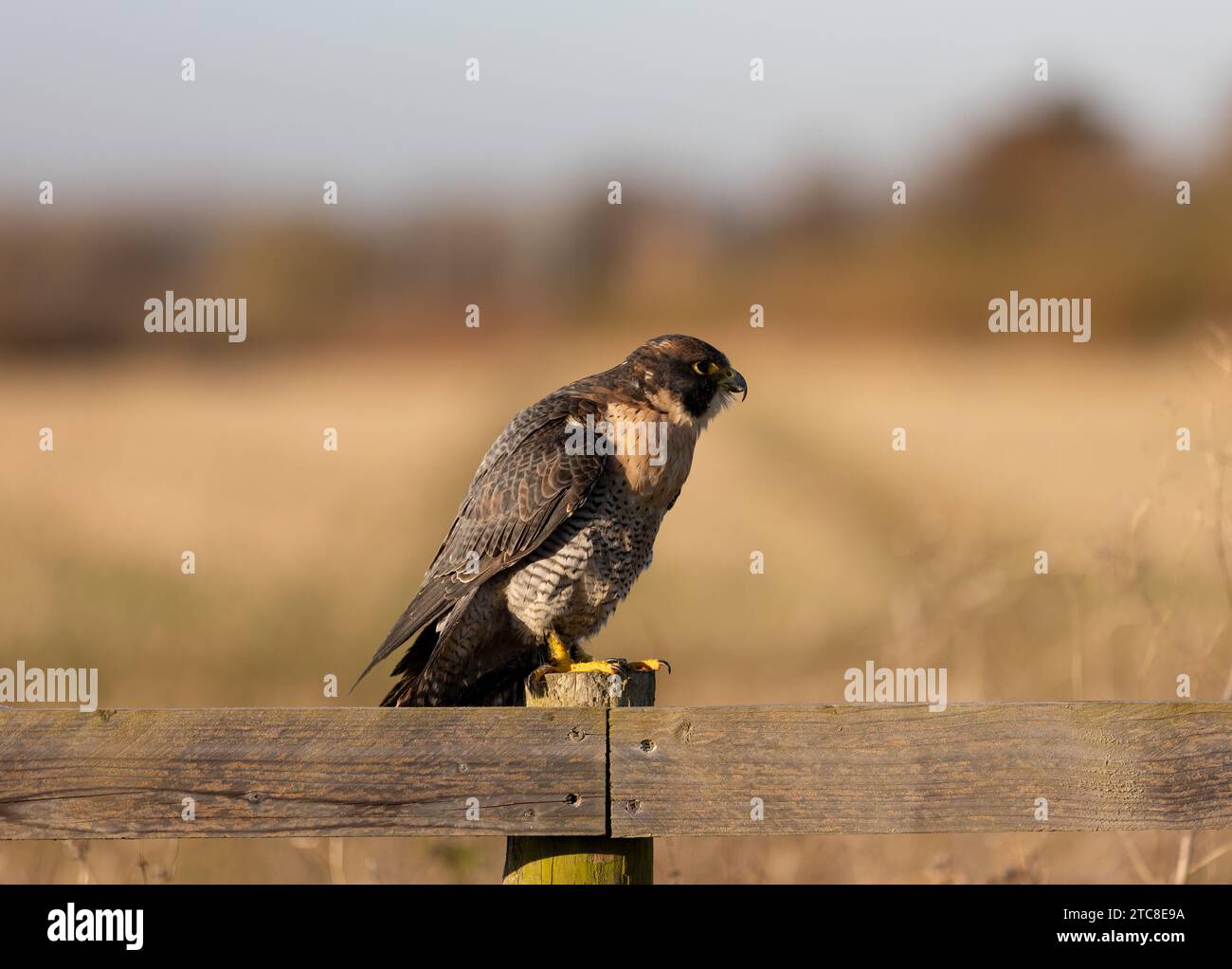 Peregrine falcon on fence post hi-res stock photography and images - Alamy