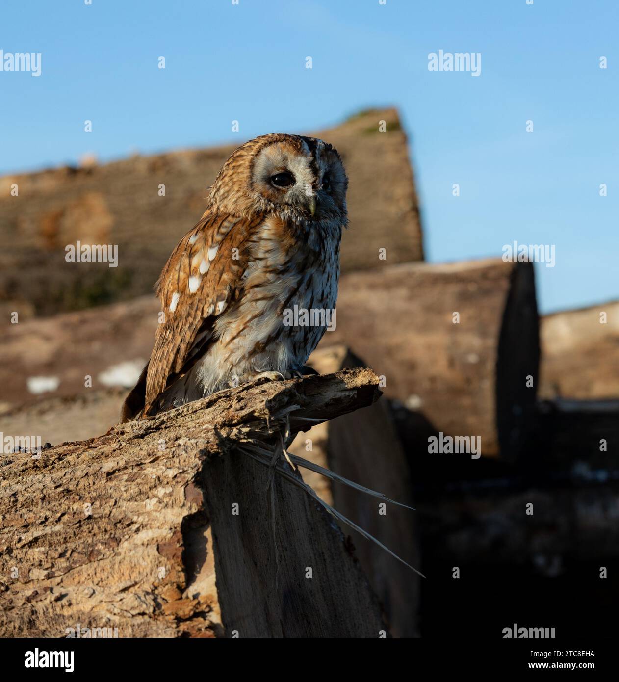 An owl perched atop a wooden log in a bright and sunny environment ...