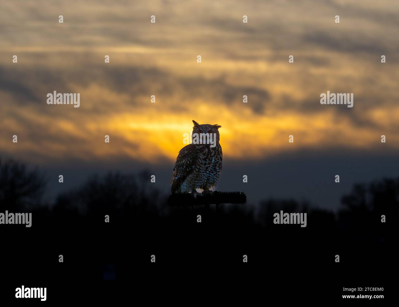 An owl perched atop a tall post stands silhouetted against the colorful ...