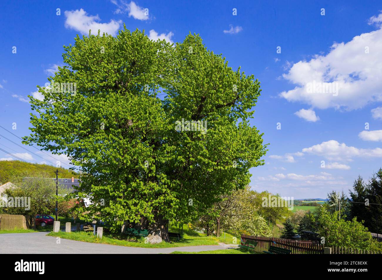 Tree colonization hi-res stock photography and images - Alamy