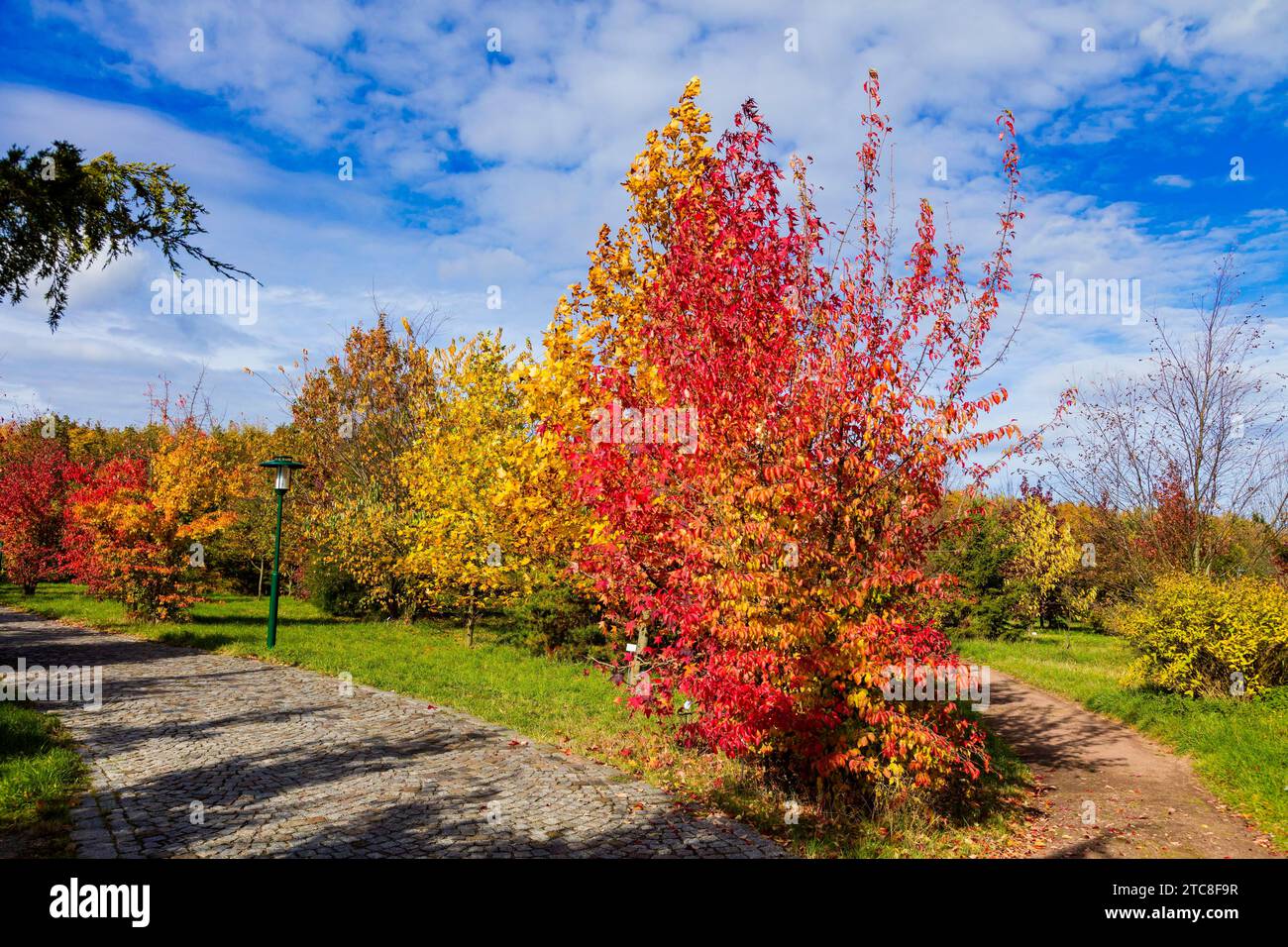 The Forest Botanical Garden Tharandt is an institution of the Technical ...