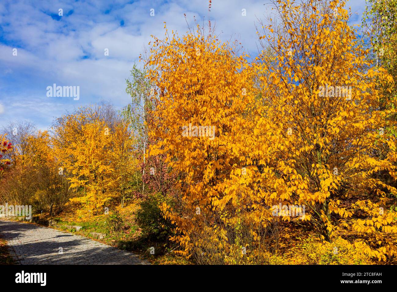 The Forest Botanical Garden Tharandt is an institution of the Technical ...