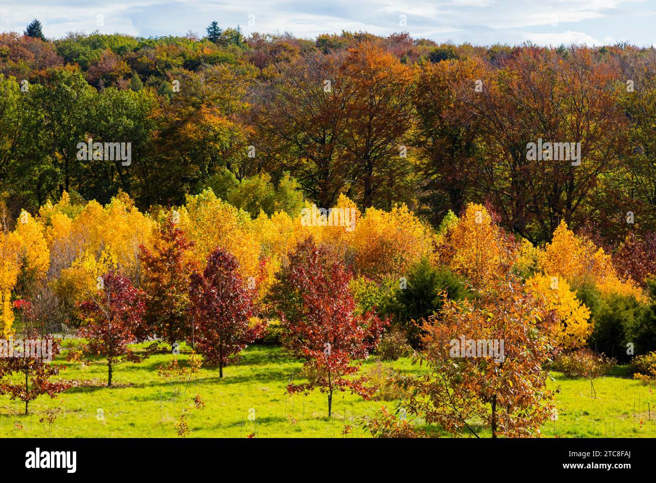 The Forest Botanical Garden Tharandt is an institution of the Technical ...