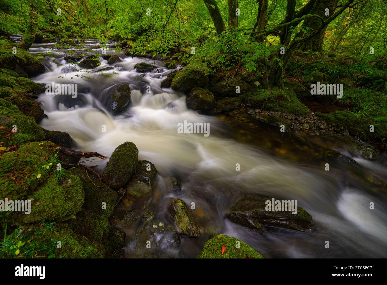 Afon Ysgethin river with white water flowing through a green mossy rain ...