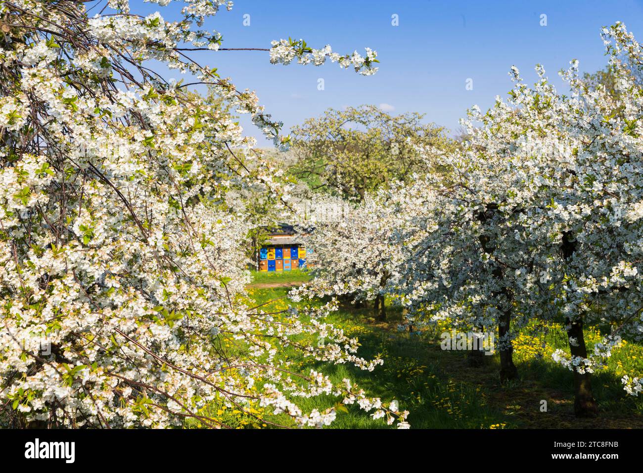 Orchard sprawl hi-res stock photography and images - Alamy