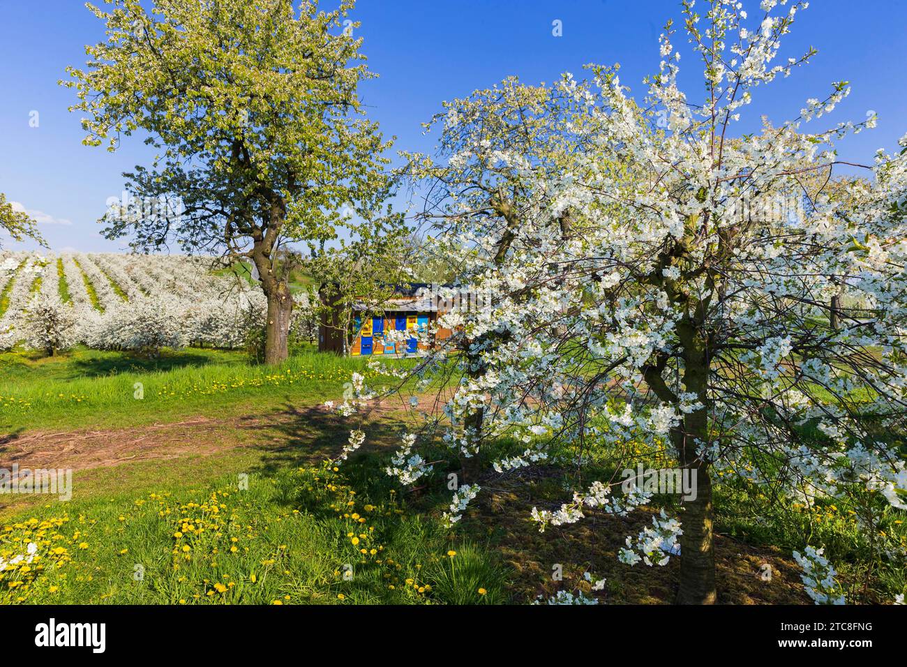 Orchard sprawl hi-res stock photography and images - Alamy