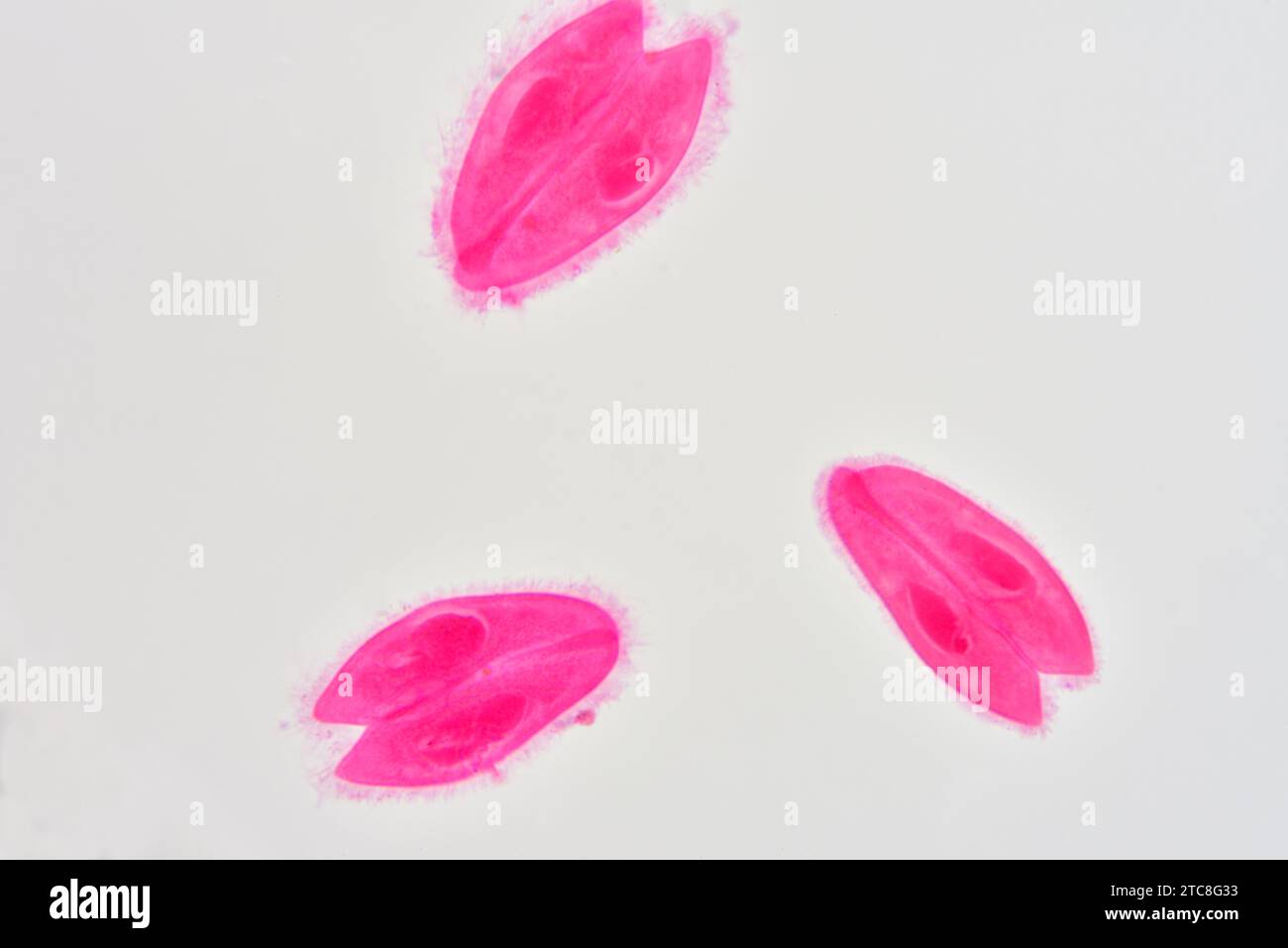 Paramecium or Paramoecium in conjugation. Optical microscope X200 Stock ...