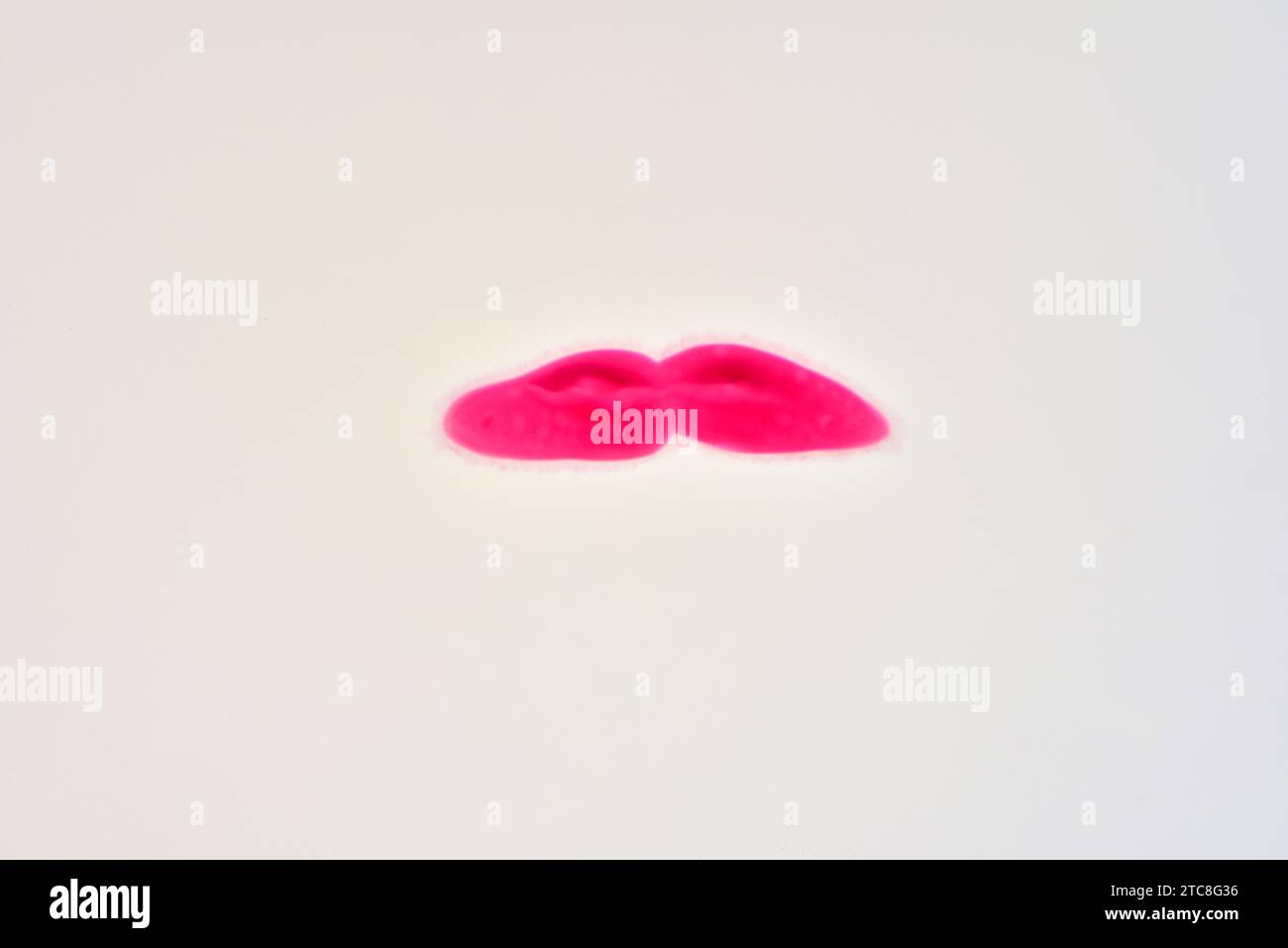 Paramecium or Paramoecium in binary fission. Optical microscope X200 ...