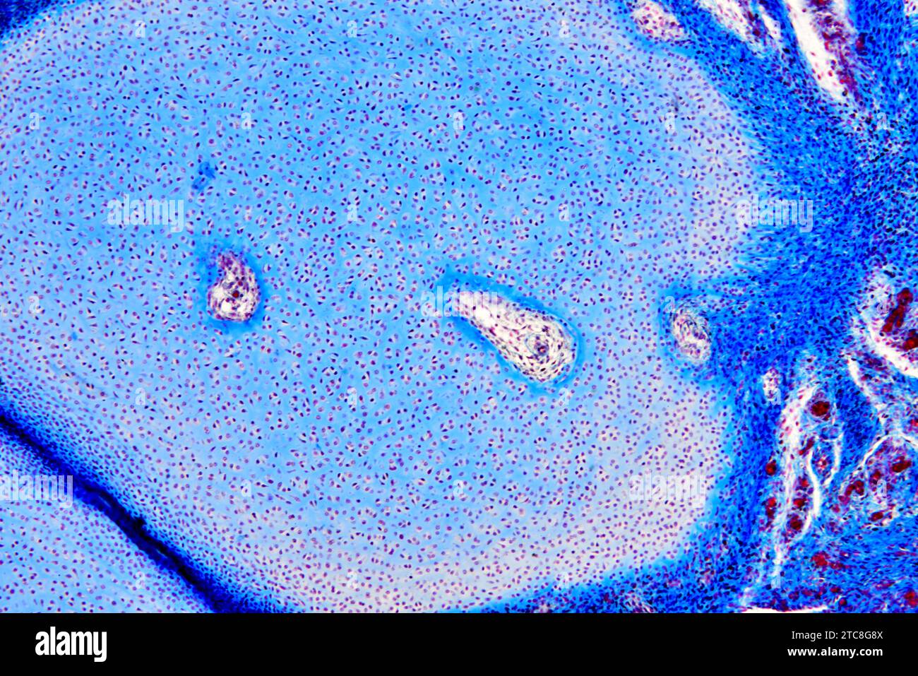 Connective tissue, transition of cartilage to bone in human fetus ...