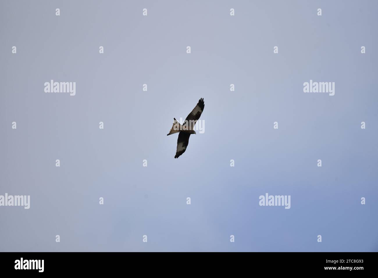 Flying bird taken from under hi-res stock photography and images - Alamy