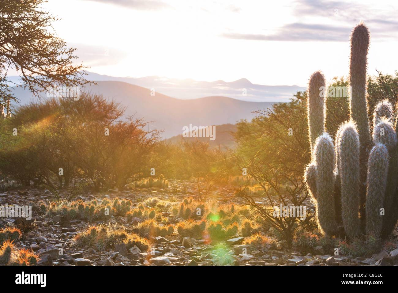 cactus field in a mountains at sunrise, Bolivia, South America Stock ...