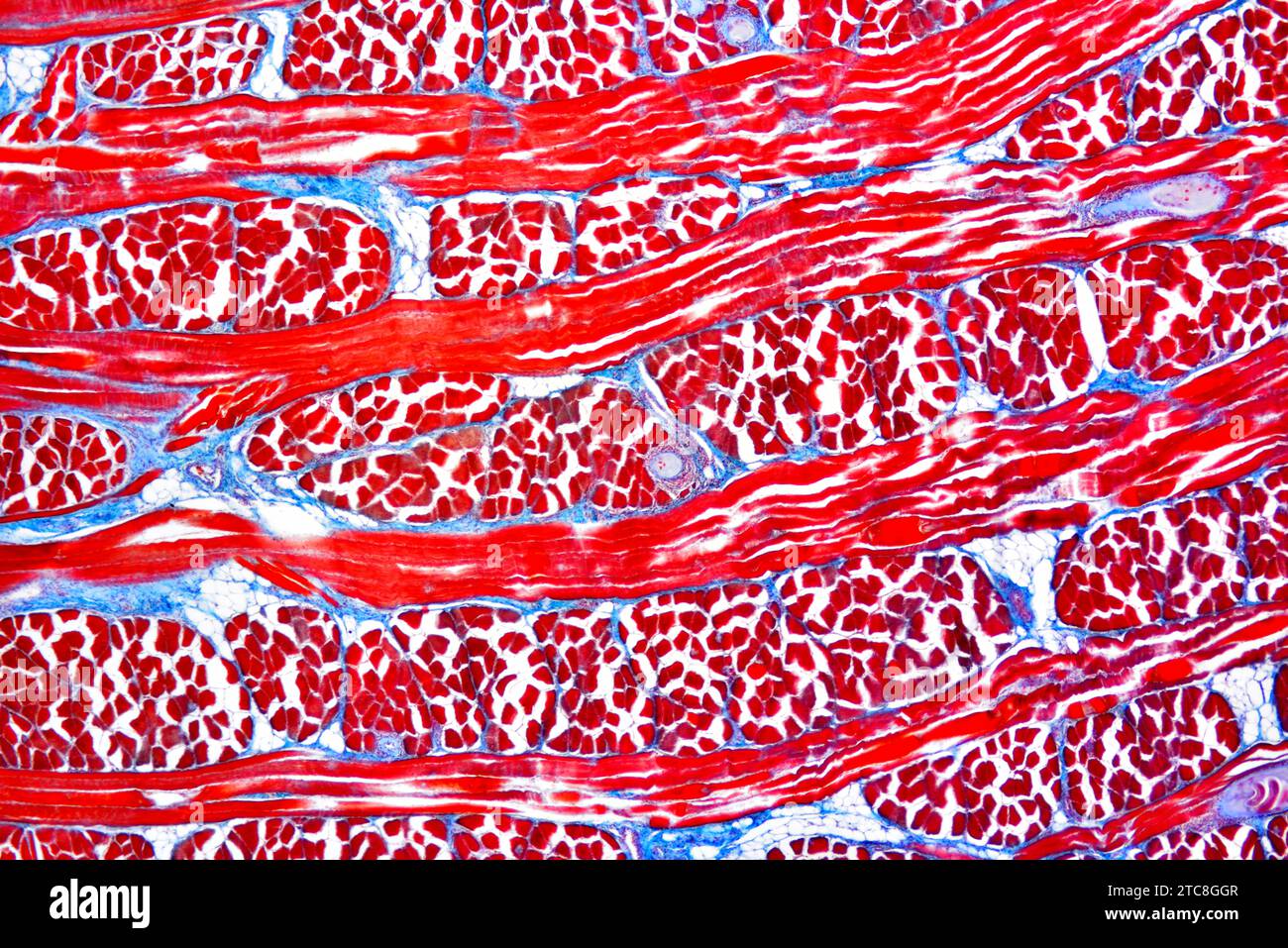 Skeletal muscle in cross and longitudinal section of pig with ...