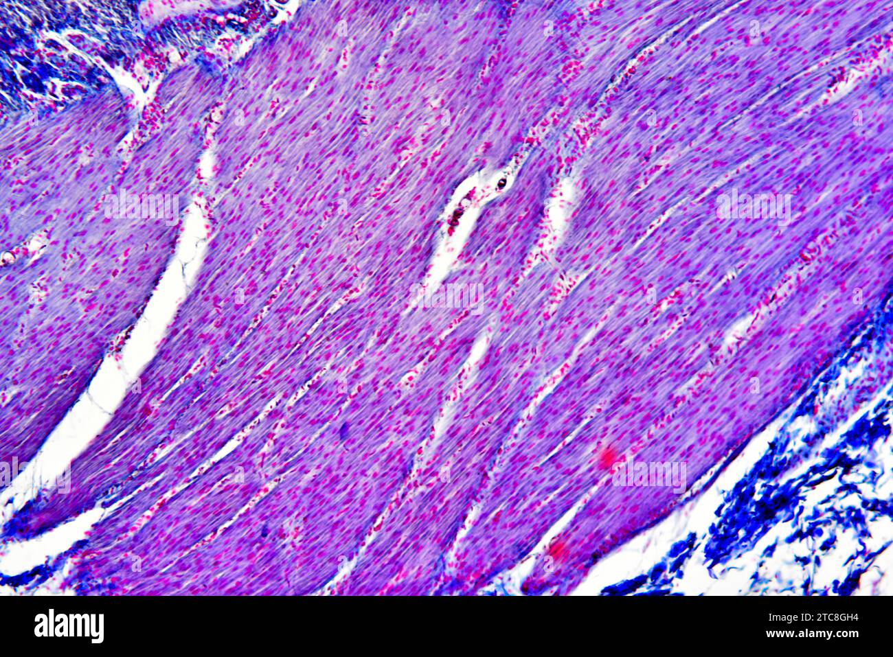 Smooth muscle of duodenum. Light microscope X150 at 10 cm wide Stock ...