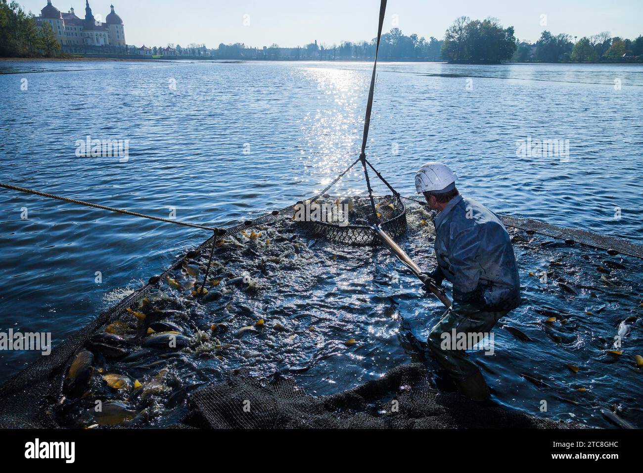 Fishing of the castle pond in Moritzburg Stock Photo - Alamy