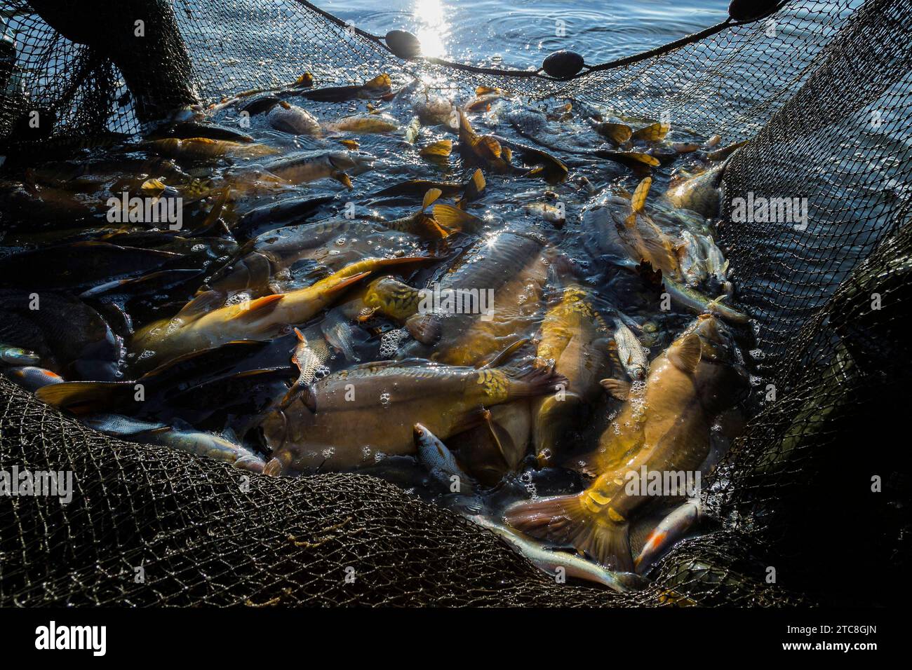 Fishing of the castle pond in Moritzburg Stock Photo - Alamy