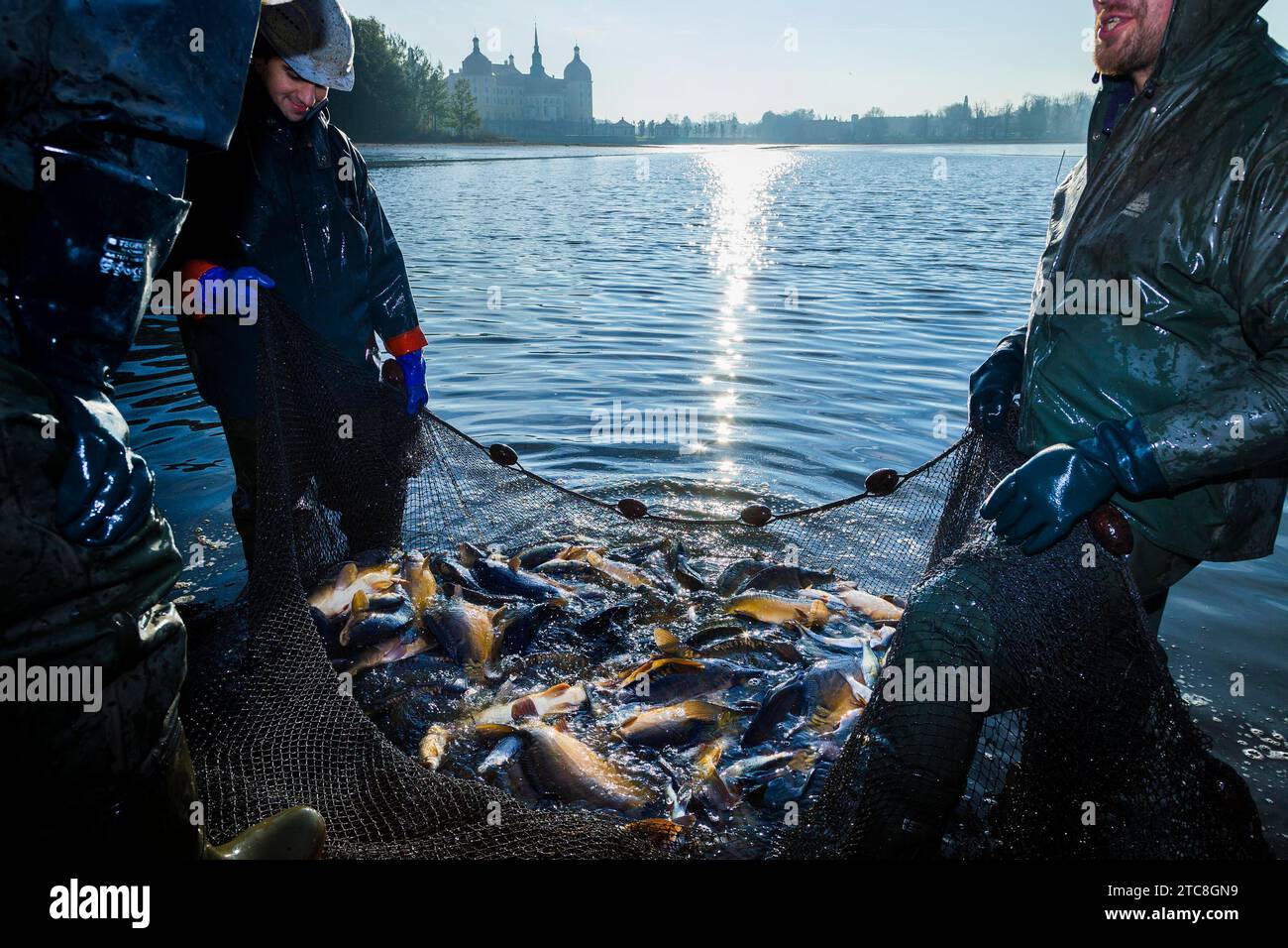 Fishing of the castle pond in Moritzburg Stock Photo - Alamy