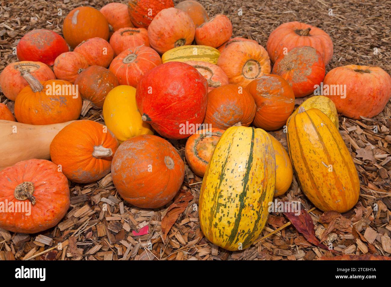 Pumpkins (Cucurbita) (Cucurbitaceae) are a genus of plants in the gourds . Five species are ...
