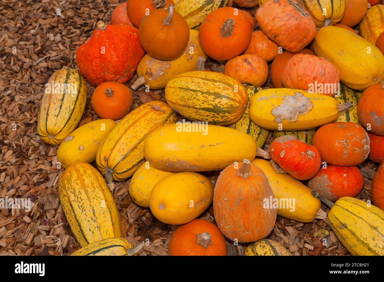 Pumpkins (Cucurbita) (Cucurbitaceae) are a genus of plants in the gourds . Five species are ...