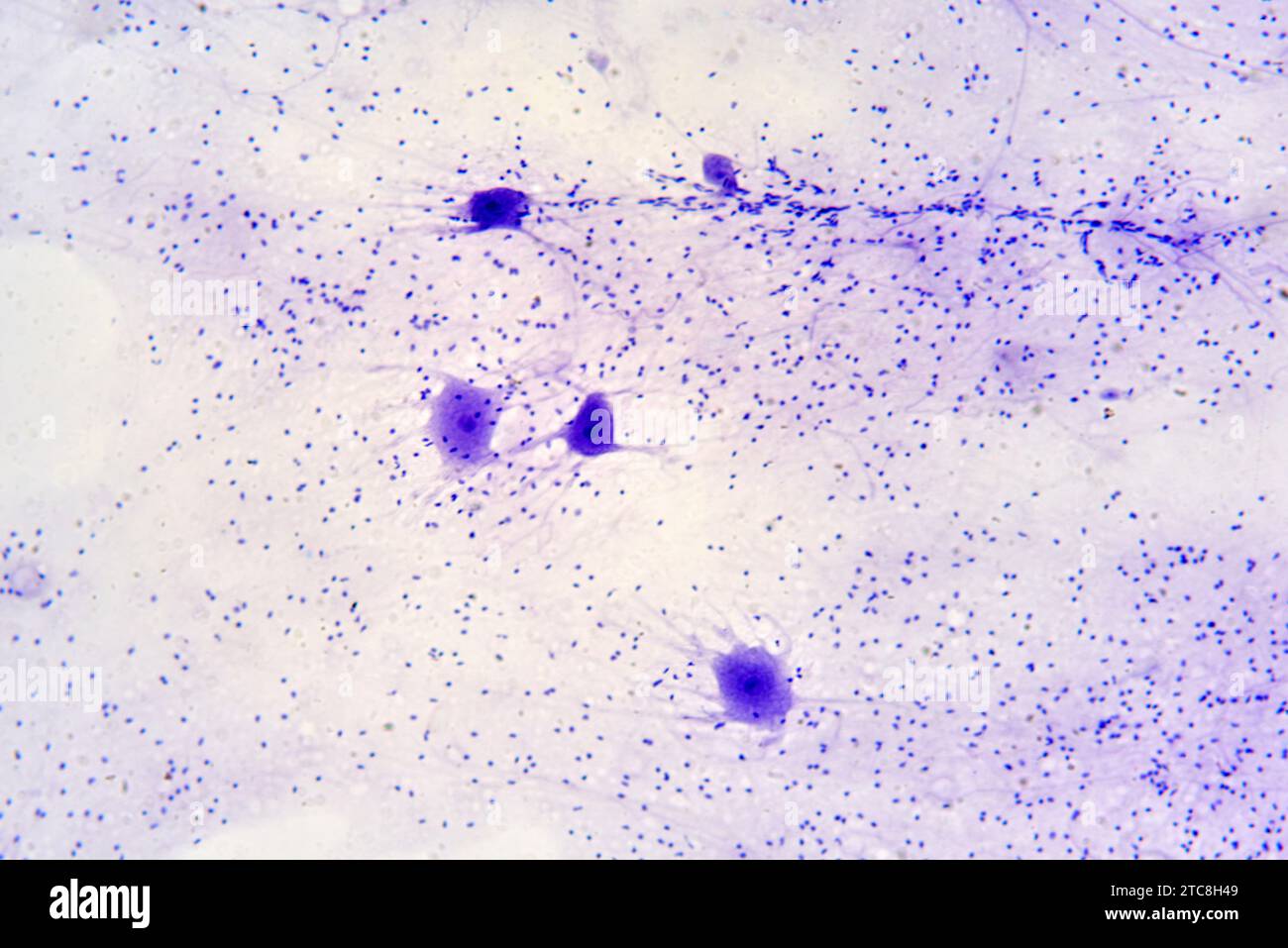 Motor neurones and glia cells. Light microscope X150 at 10 cm wide ...
