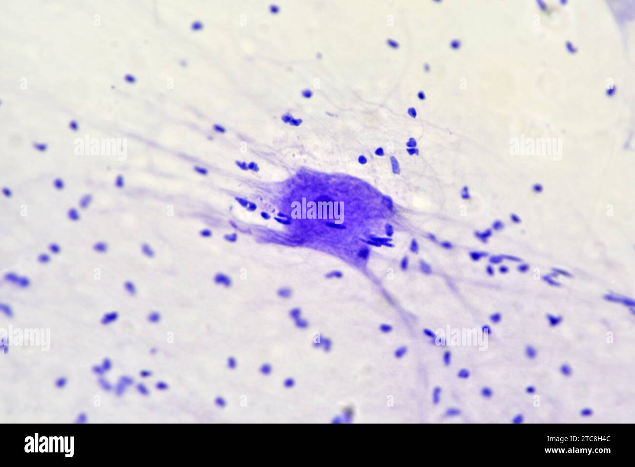 Motor neurona and glia cells. Light microscope X600 at 10 cm wide Stock ...