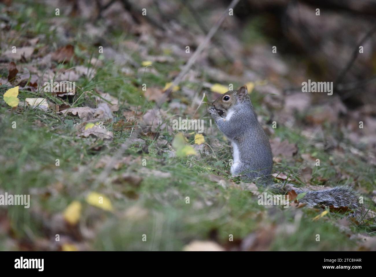 Grey Squirrel (Sciurus carolinensis) Sitting in Left-Profile, Right of ...