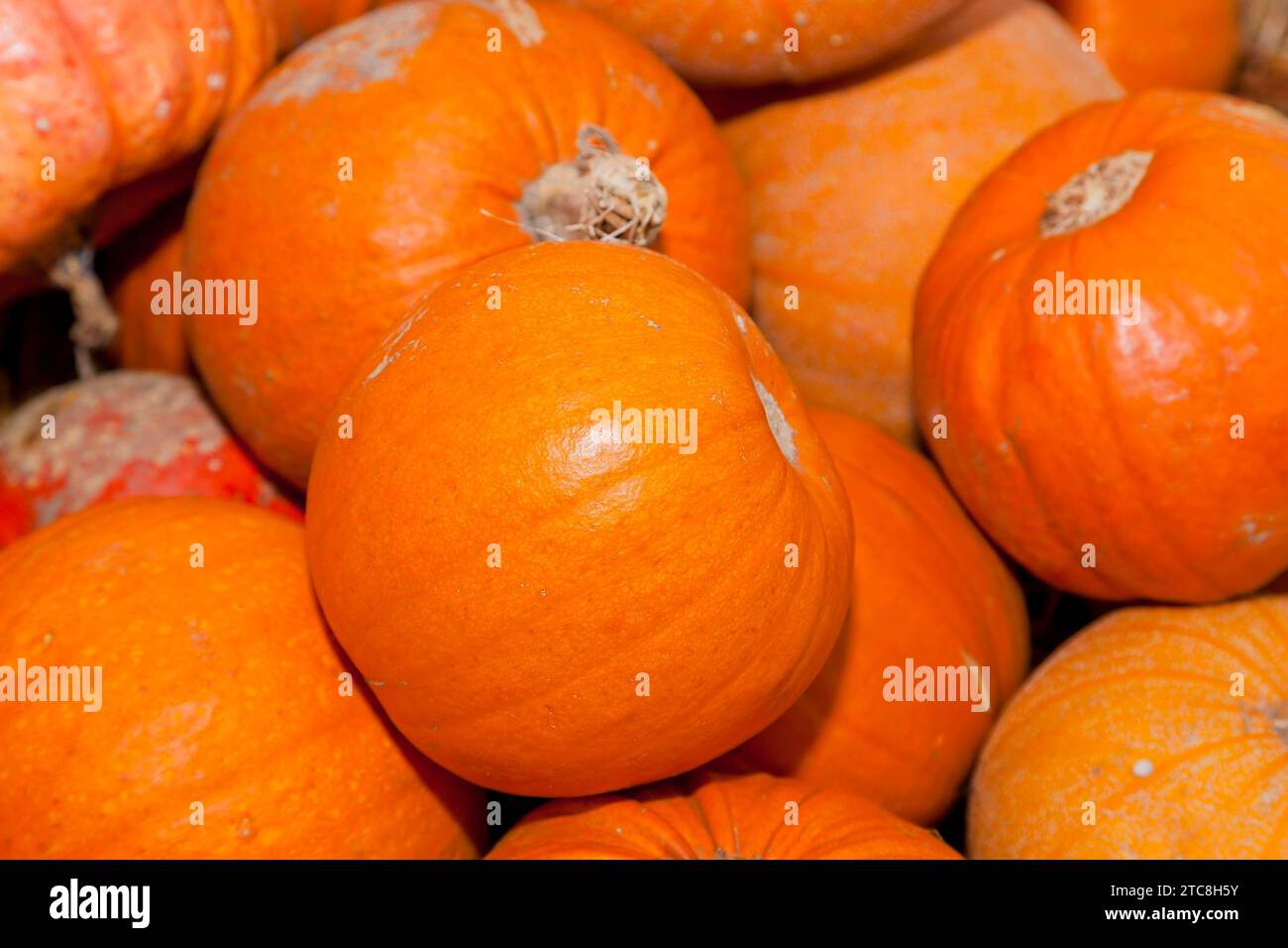 Pumpkins (Cucurbita) (Cucurbitaceae) are a genus of plants in the ...