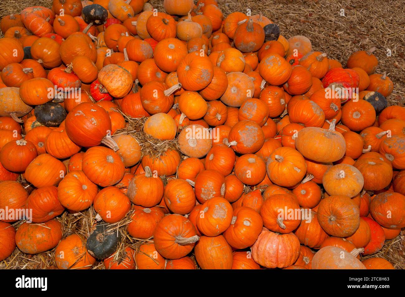 Pumpkins (Cucurbita) (Cucurbitaceae) are a genus of plants in the ...