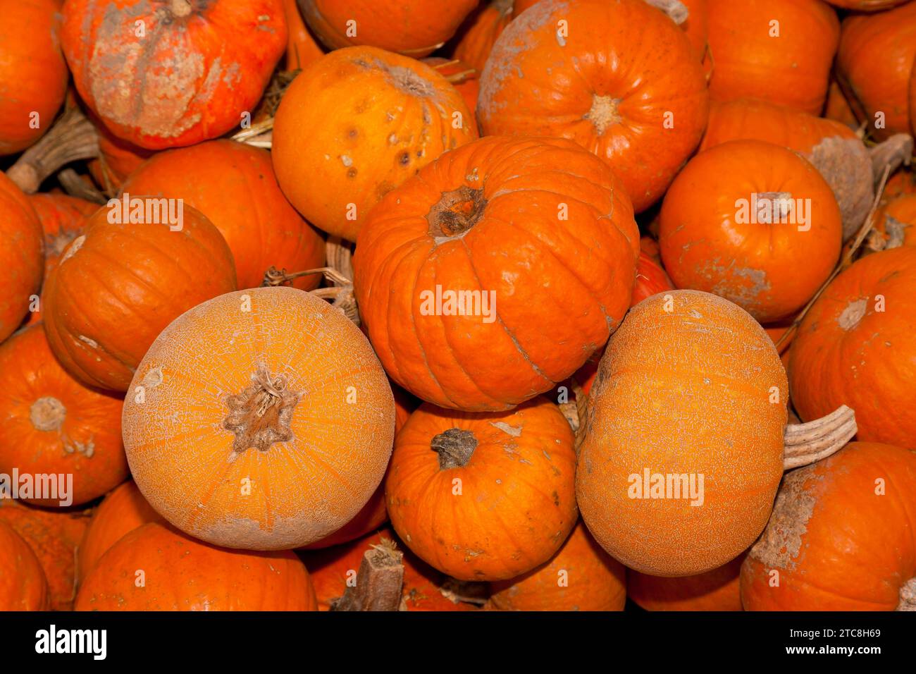 Pumpkins (Cucurbita) (Cucurbitaceae) are a genus of plants in the ...