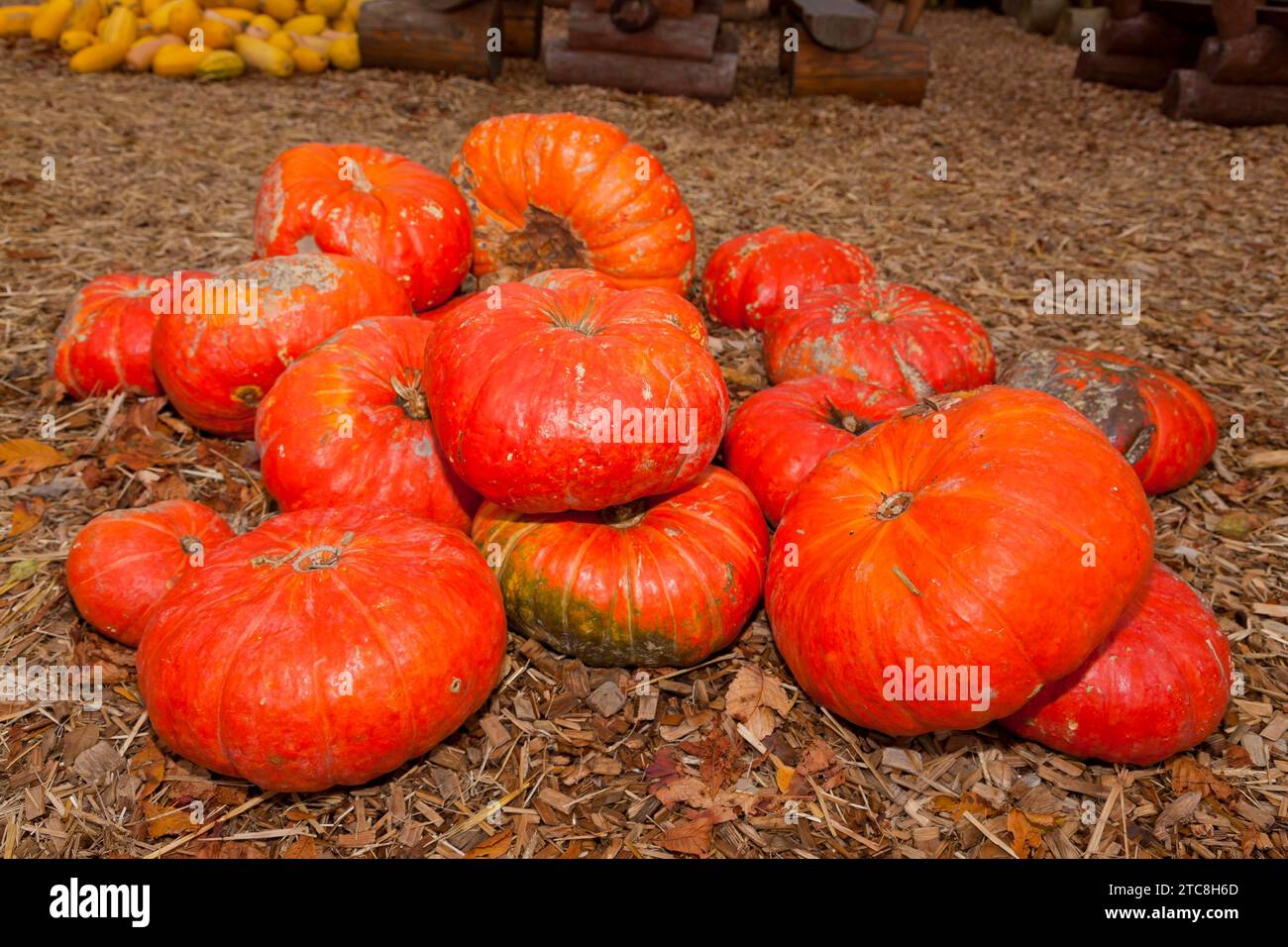 Pumpkins (Cucurbita) (Cucurbitaceae) are a genus of plants in the gourds . Five species are ...