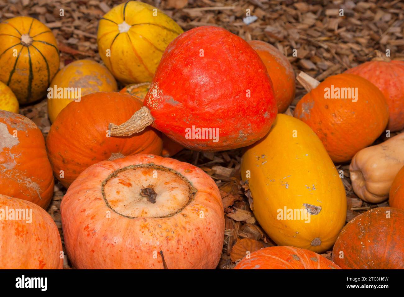 Pumpkins (Cucurbita) (Cucurbitaceae) are a genus of plants in the ...