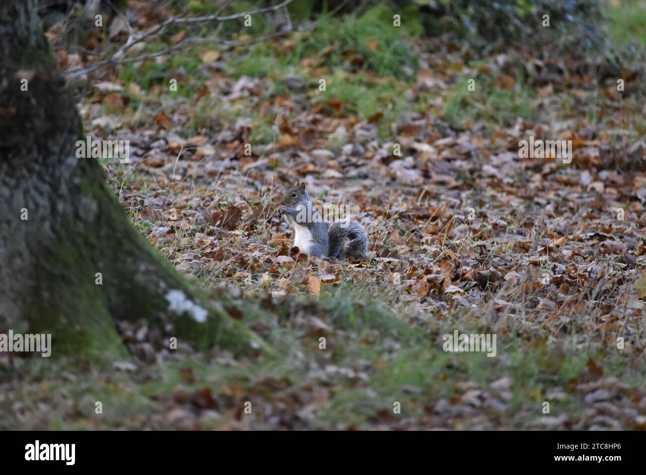 Grey Squirrel (Sciurus carolinensis) Sitting Up in Left-Profile, Middle ...